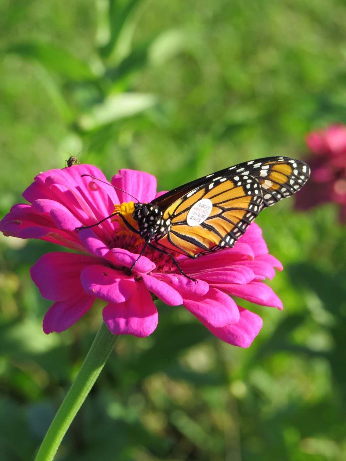 Garden News 9-20-16 » growthefood.org